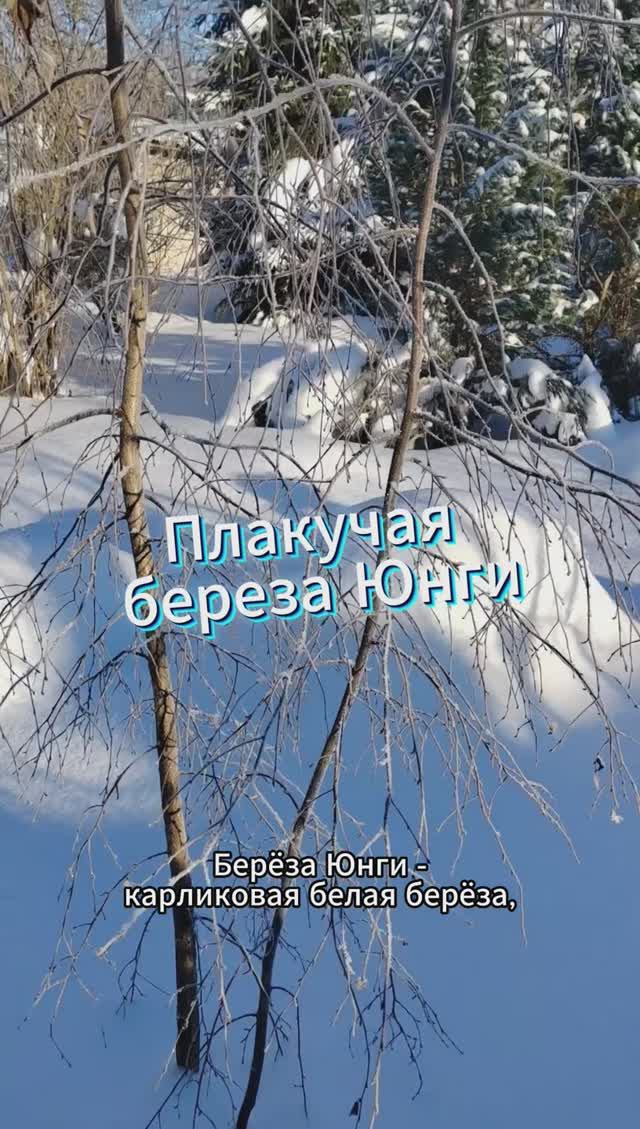 Береза осенью: плакучая береза Юнги #береза #shorts