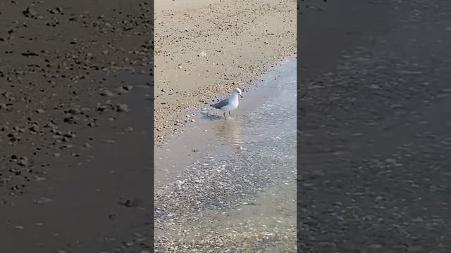 Чайка танцует