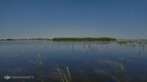 Раскаты. Лотос. Сазан.