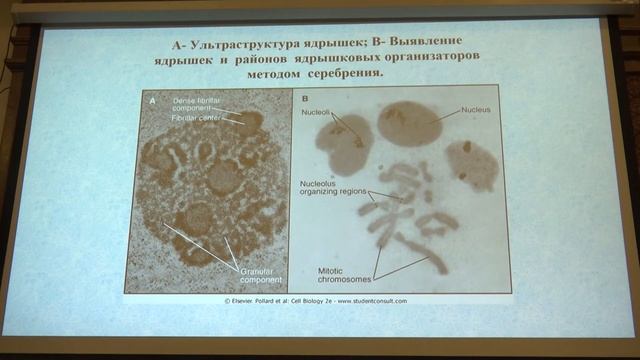 5. Клеточная биология - Онищенко Г. Е. Teach-in.