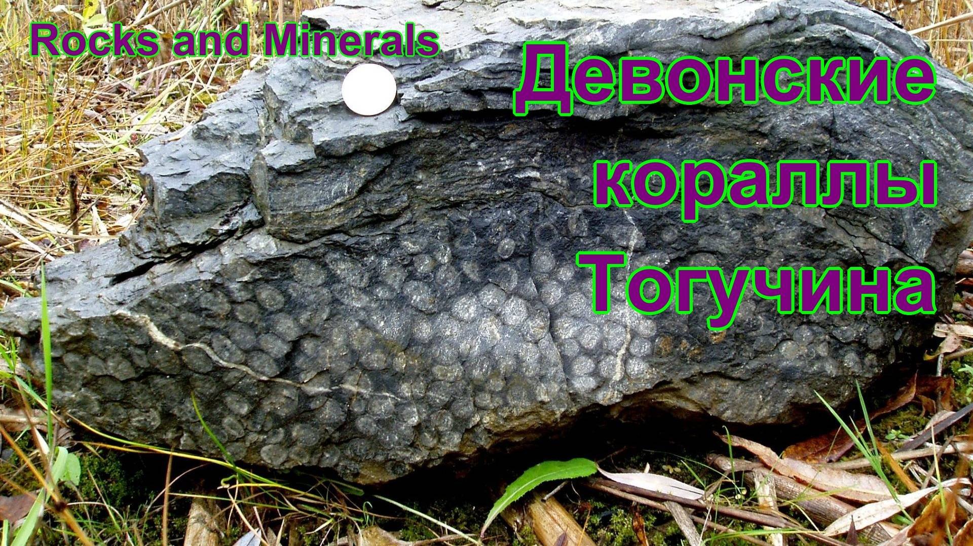 Девонские кораллы Тогучина