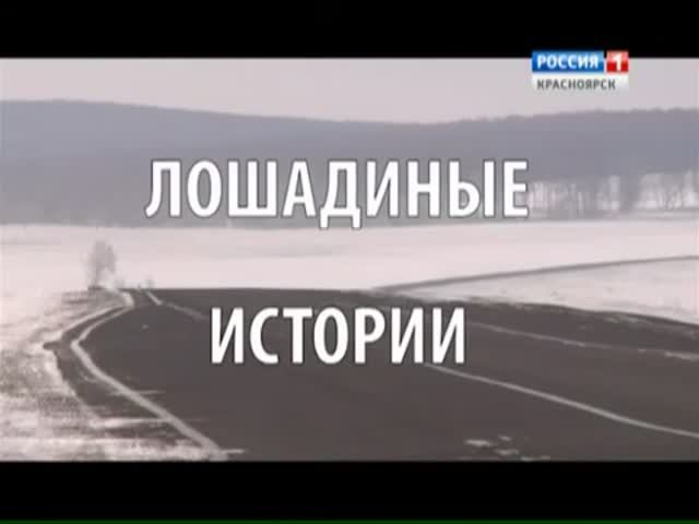 Лошадиные истории