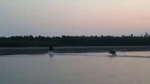 Лоси гуляют на горной реке