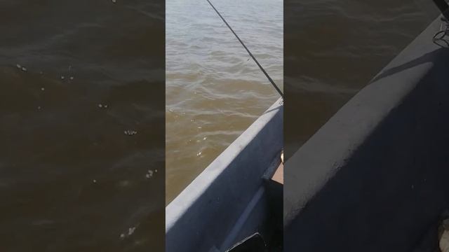 первый сазан на макуху #активныйотдых #fishing #рыбалка #лето