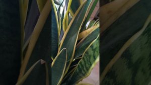 YouCut_20241010_201642159.mp4