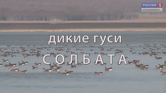Солбат. Дикие гуси.