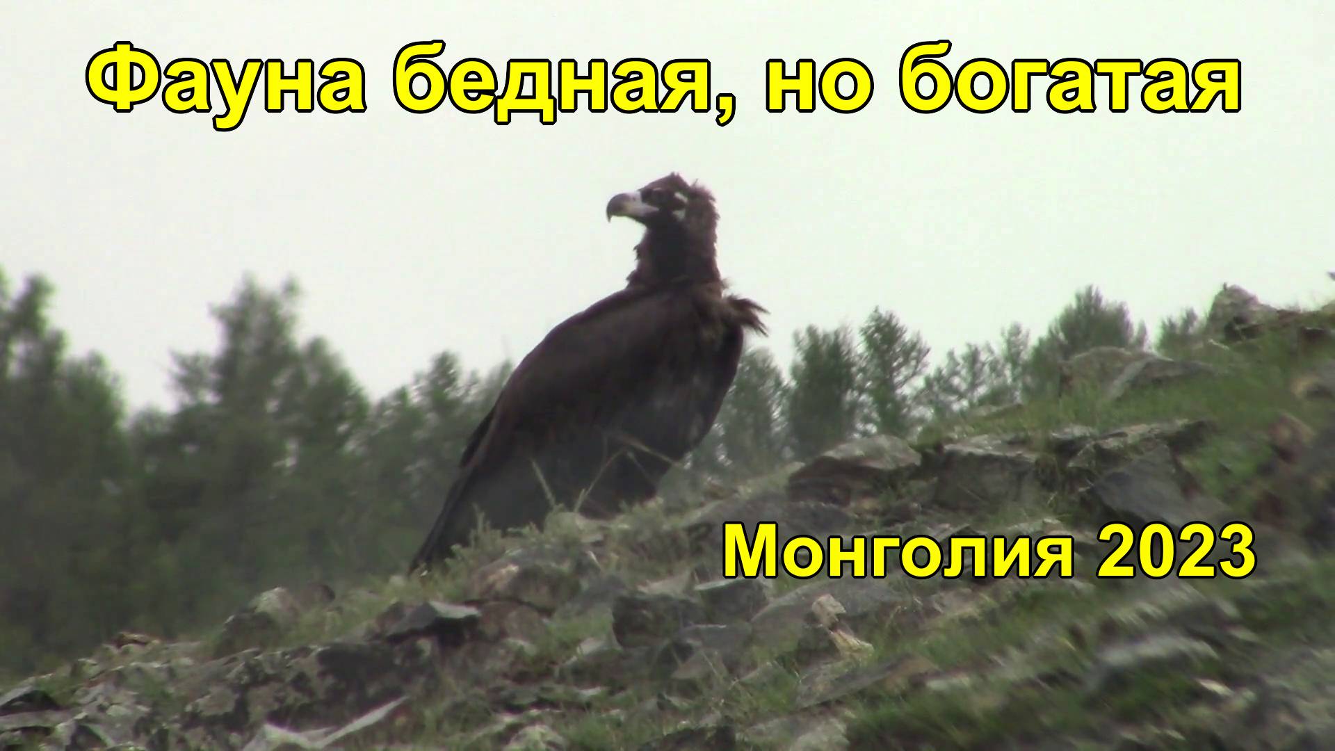 Фауна бедная, но богатая