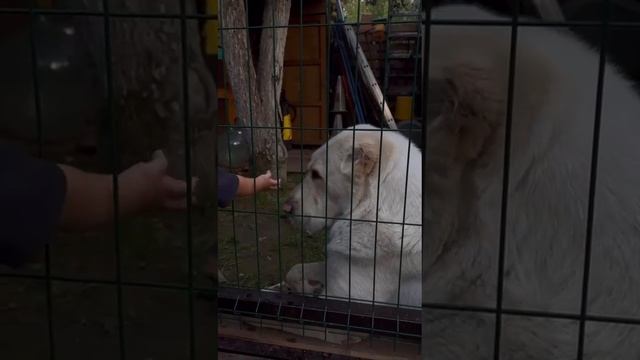 Наши собаки любят детей