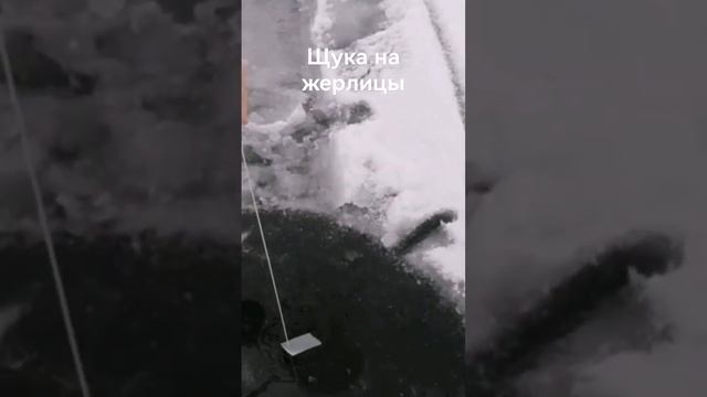 Ловим щук на жерлицы