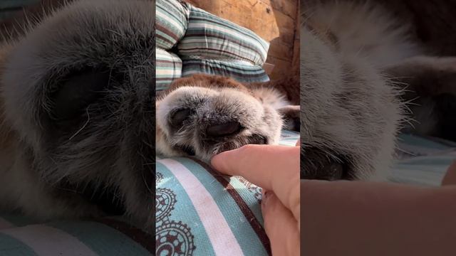 Защекотали рысь