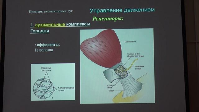 5. Интегративные свойства ЦНС. Рефлексы. Физиология человека и животных - Ловать М. Л. Teach-in.