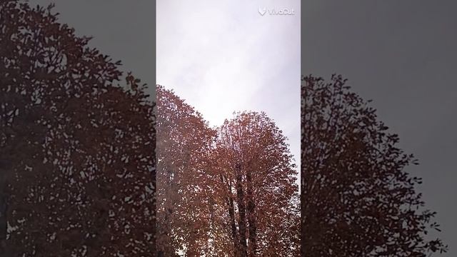 осень в моём поселке