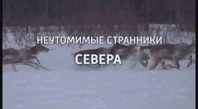 Неутомимые странники Севера