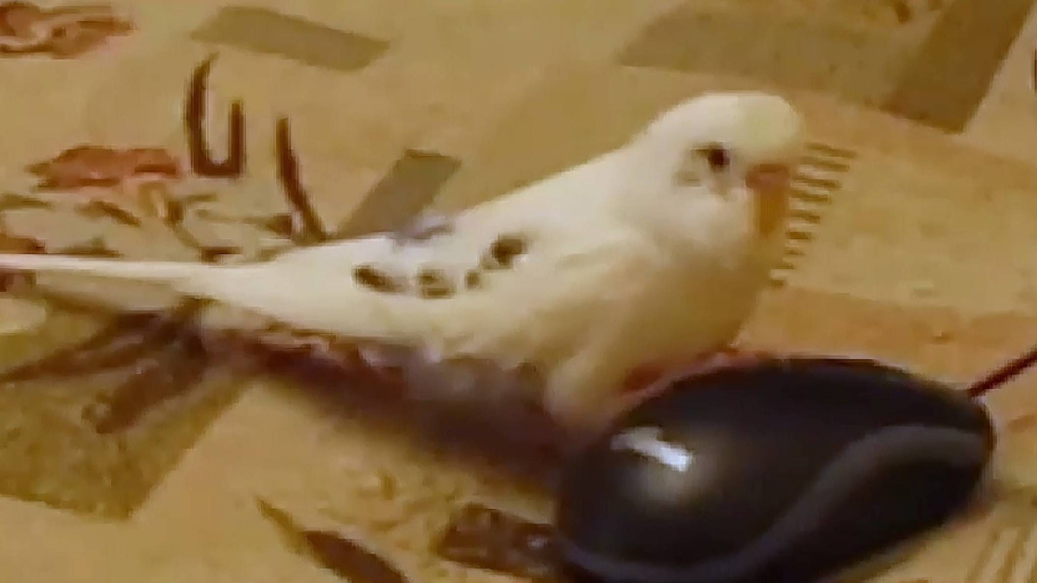 Когда Морозко попугай первый раз засмеялся!