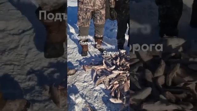 Улов наших гостей