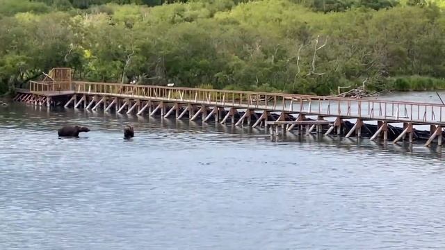 Медведи Курильского озера