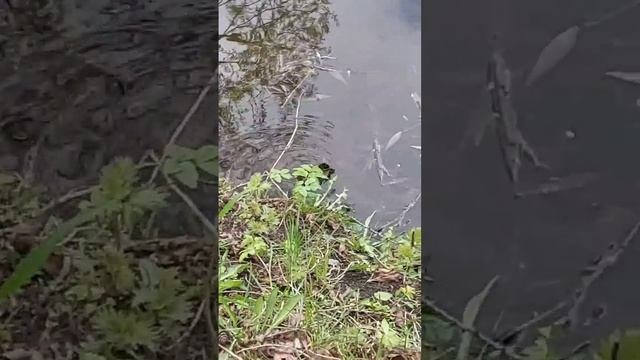 Потерявшийся утёнок. Милый пушистик