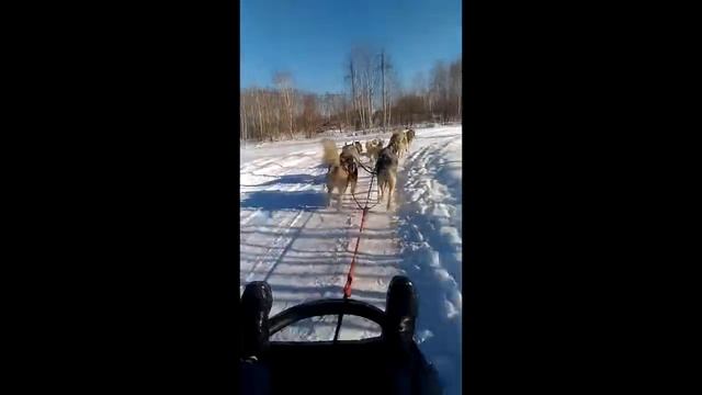 Хаски центр Аквилон