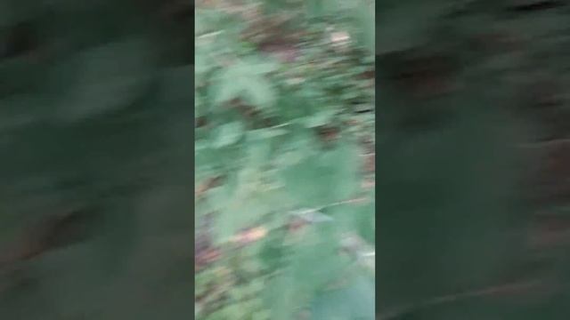 Вычеркнул из списка нужных дел "покормить белку"