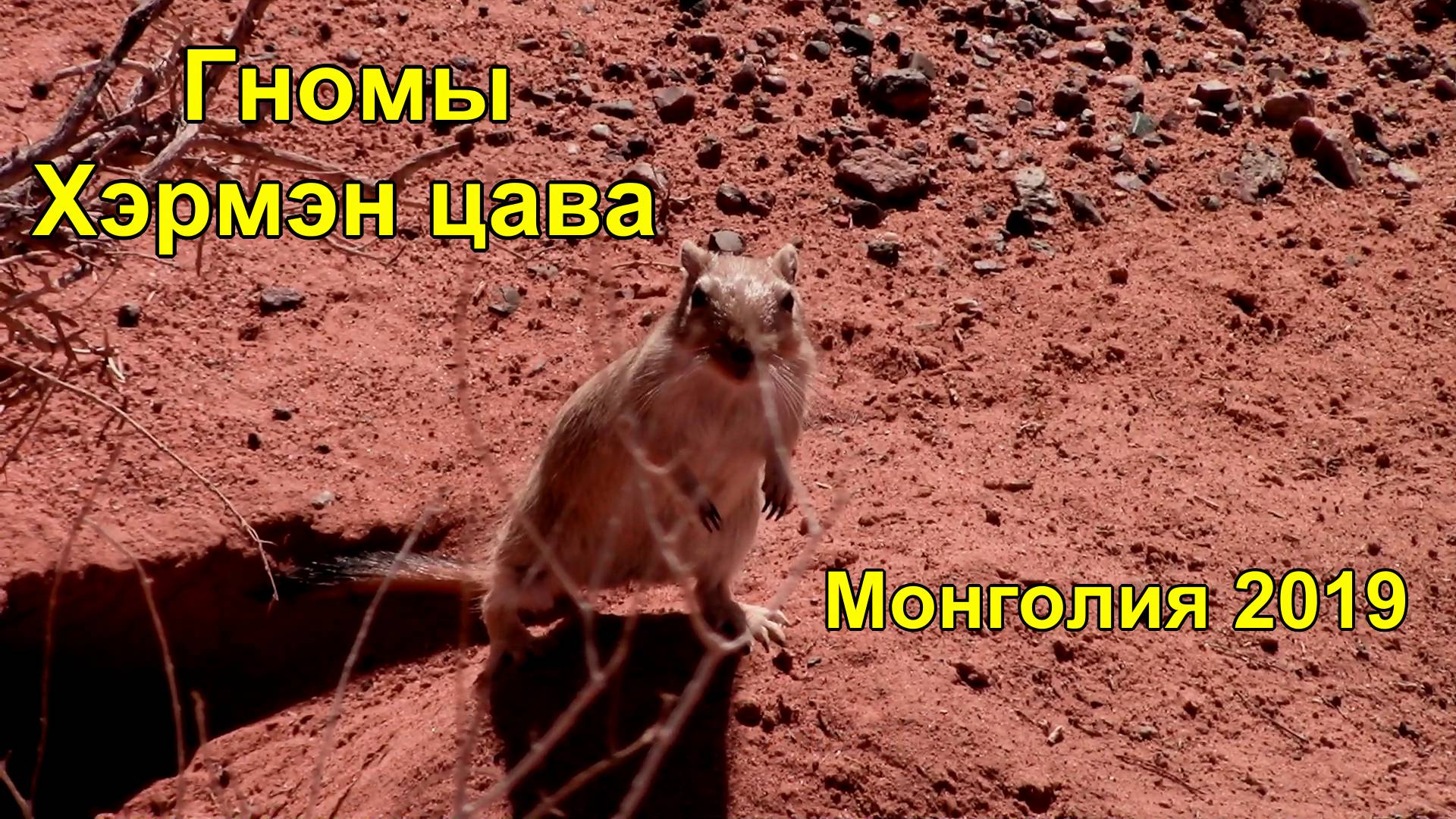 Гномы Хэрмэн цава