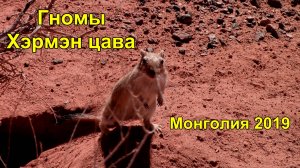 Гномы Хэрмэн цава