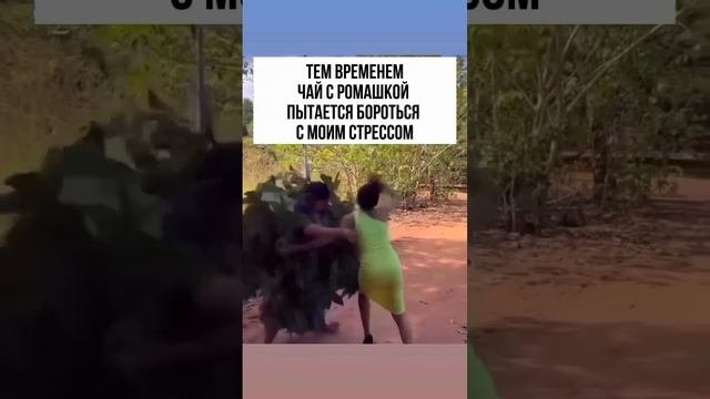 Пью вечером ромашковый чай