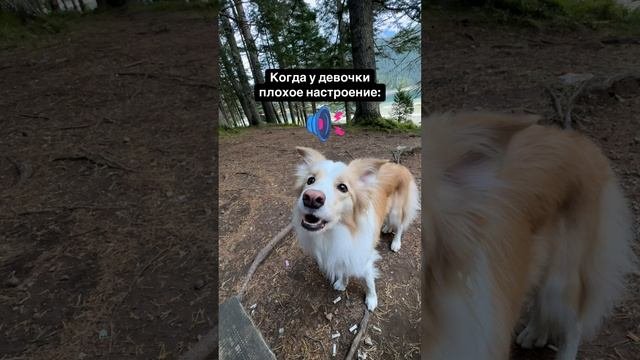 ТРЮК ЗЛЮКА, хотите обучалку?