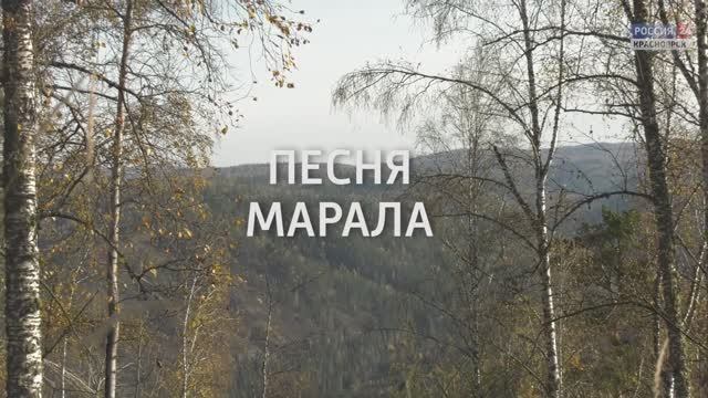 Песня марала