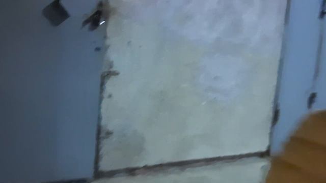 Роза кормит детишек во дворе 10.12.2020