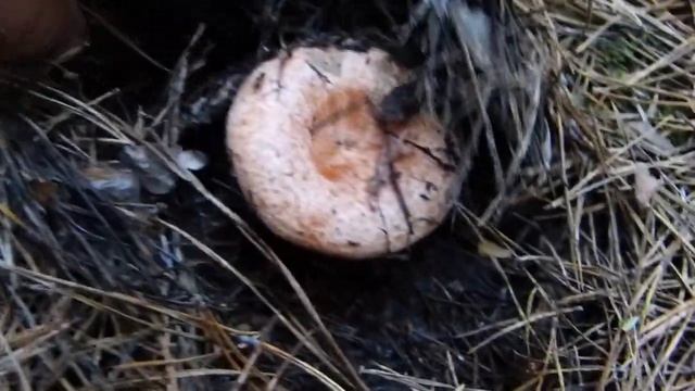 Мастера маскировки! Рыжиковая грибалка в октябре.
