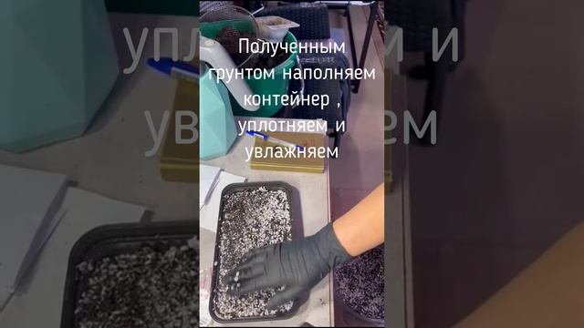Посев Адениума 14 02 24