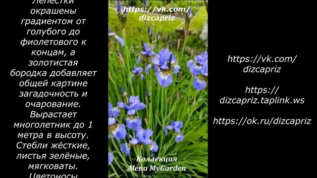 Ирис сибирский Blue Moon   #ирисы #лилейники #клематисы