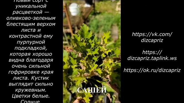 ГЕЙХЕРА SASHAY, саженцы, готовые к отправке. #ирисы #лилейники #клематисы