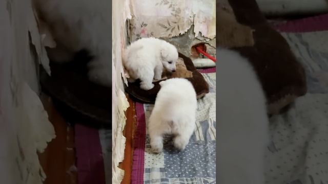 НАШИ БШО/БЕЛАЯ ШВЕЙЦАРСКАЯ ОВЧАРКА