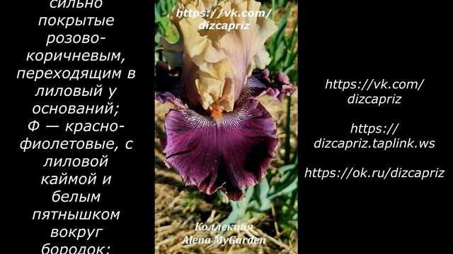 ИРИС SHARED SECRETS   #ирисы #клематисы #лилейники