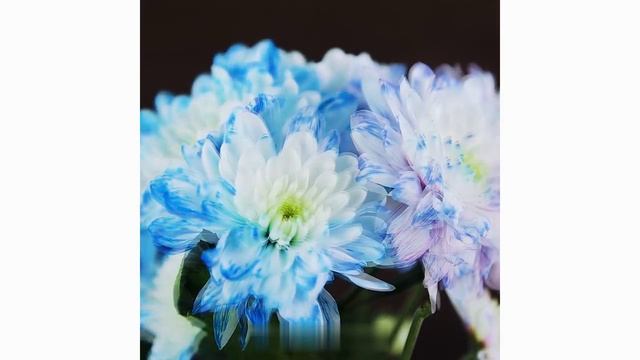 Как изменить цвет ваших живых цветов