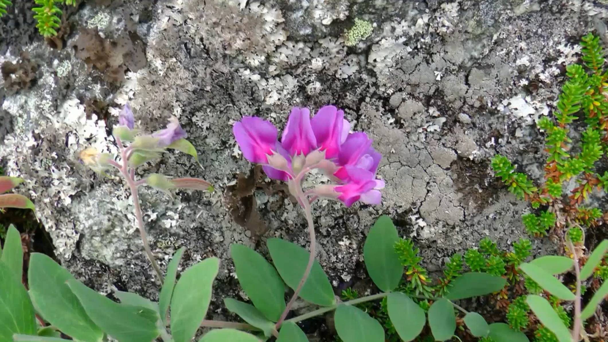 Соловецкие миниатюры_2014_ч.2