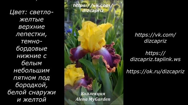 ИРИС DARCY ' S CHOICЕ  #ирисы #клематисы #лилейники