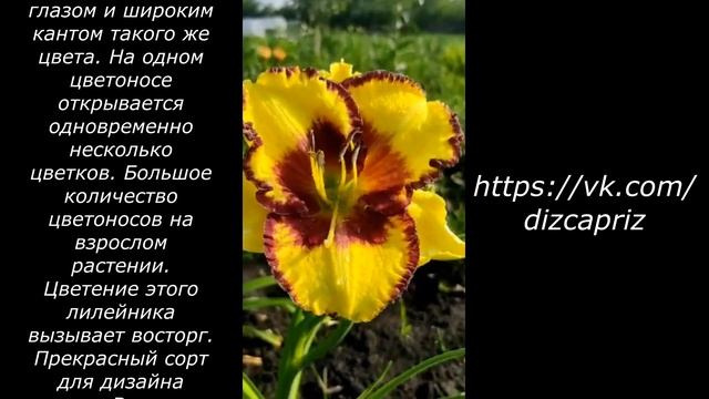 ЛИЛЕЙНИК STEVE TRIMMER  #ирисы #лилейники #клематисы