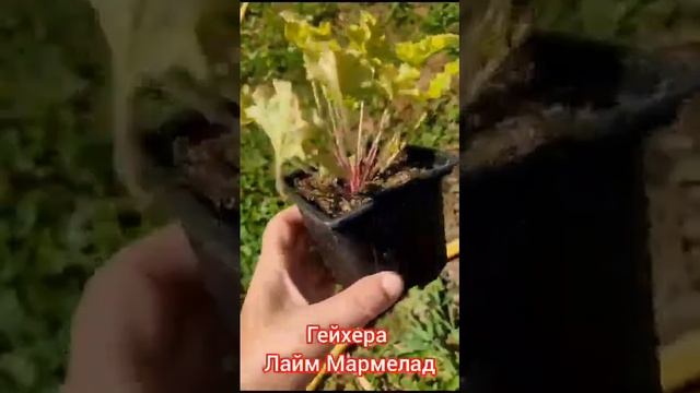 Саженец ГЕЙХЕРЫ ЛАЙМ МАРМЕЛАД