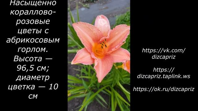 ЛИЛЕЙНИК Elaine Strutt #ирисы #лилейники #клематисы