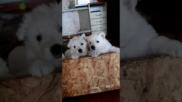 НАШИ БШО/БЕЛАЯ ШВЕЙЦАРСКАЯ ОВЧАРКА