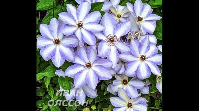 Обзор сортов клематисов #клематисы #лилейники #ирисы