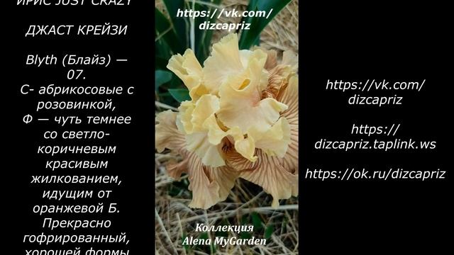 ИРИС JUST CRAZY  #ирисы #клематисы #лилейники