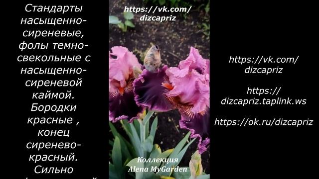 ИРИС МАСТЕР И МАРГАРИТА #ирисы #клематисы #лилейники