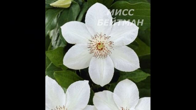 Обзор сортов клематисов #клематисы #лилейники #ирисы