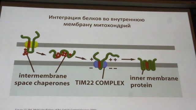 6. Клеточная биология. Онищенко Г. Е. Teach-in.