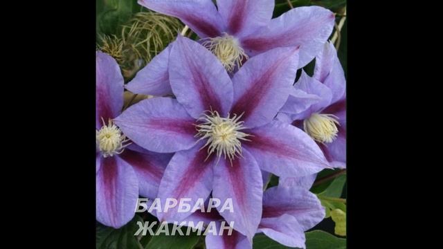 Обзор сортов клематисов #клематисы #лилейники #ирисы