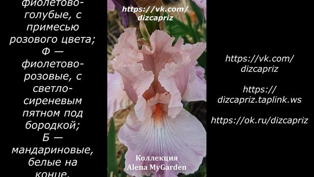 ИРИС POND LILY  #ирисы #клематисы #лилейники