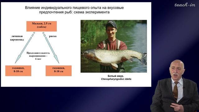 3. Вкусовая система рыб. Сенсорные системы рыб - Касумян А.О. Teach-in.